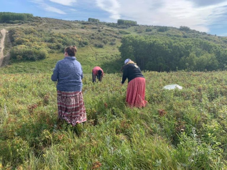Sage Picking At Sunrise – SUNRISE HEALING LODGE